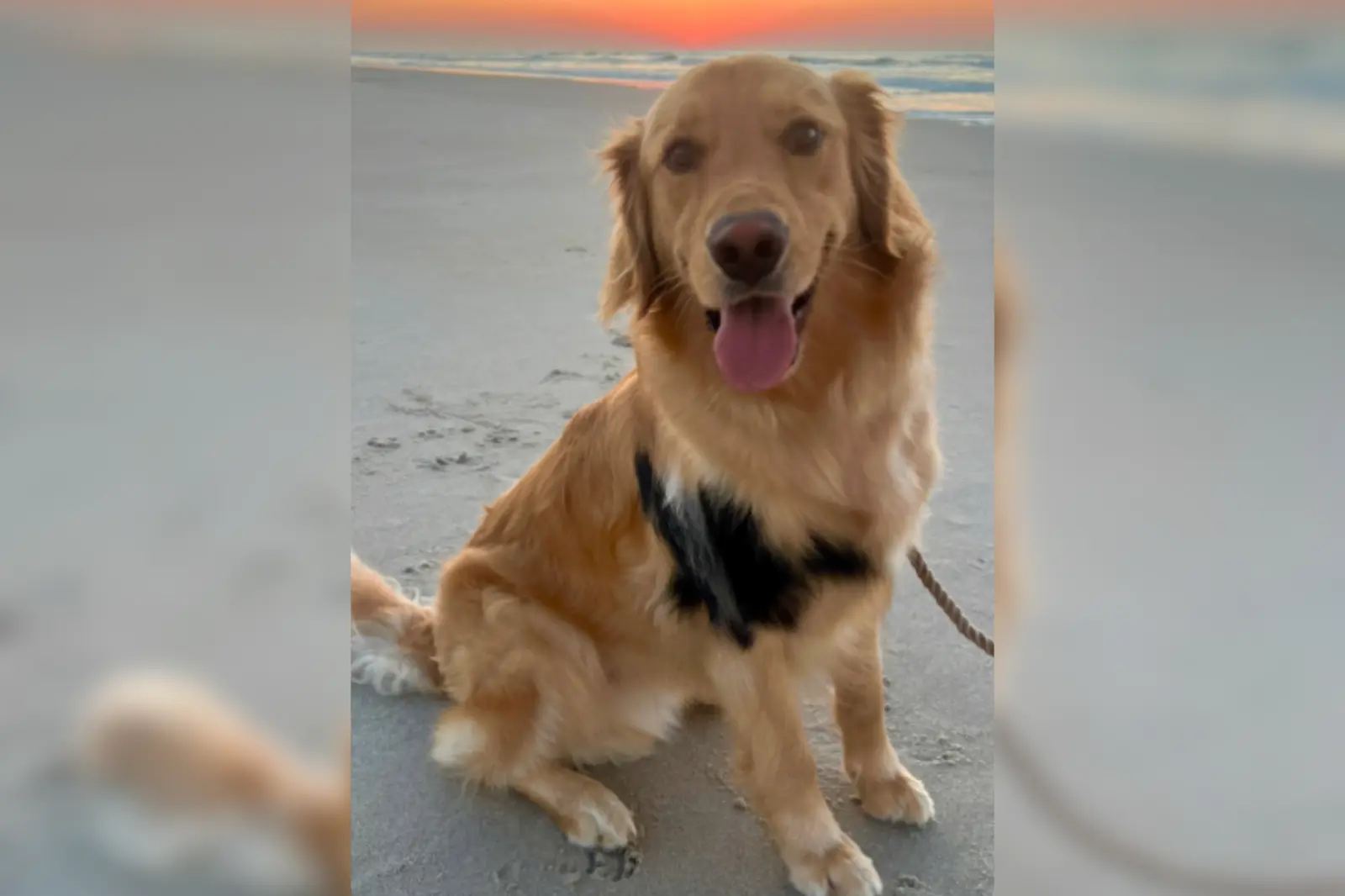 Dog Owner Explains Meaning Behind Rescue’s Rare Birthmark: ‘No ...