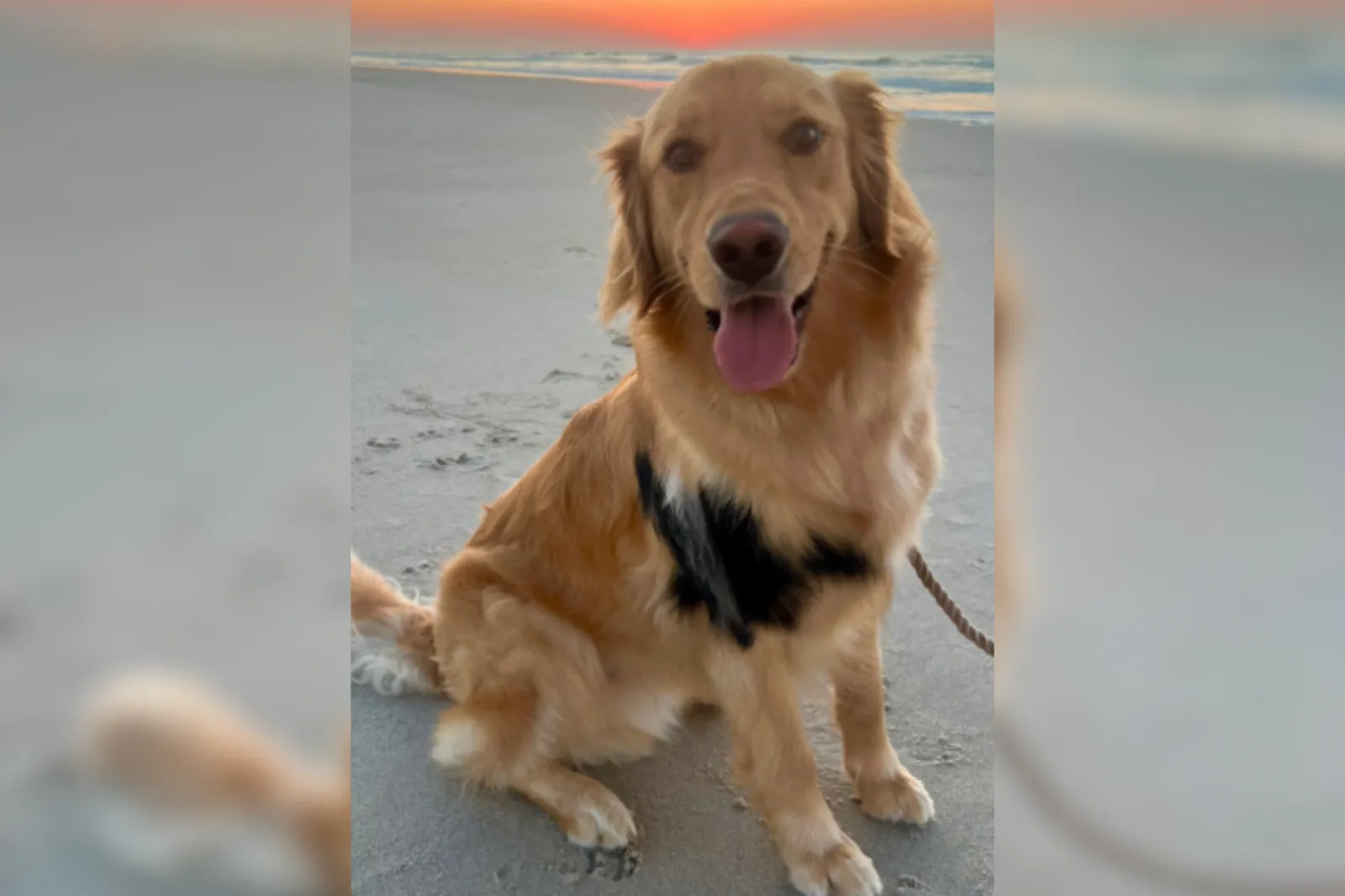 Dog Owner Explains Meaning Behind Rescue’s Rare Birthmark: ‘No ...