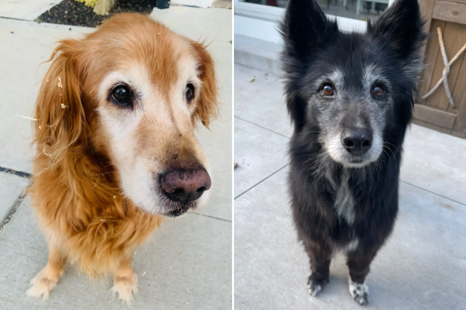 Dog Owner Explains Meaning Behind Rescue’s Rare Birthmark: ‘No ...