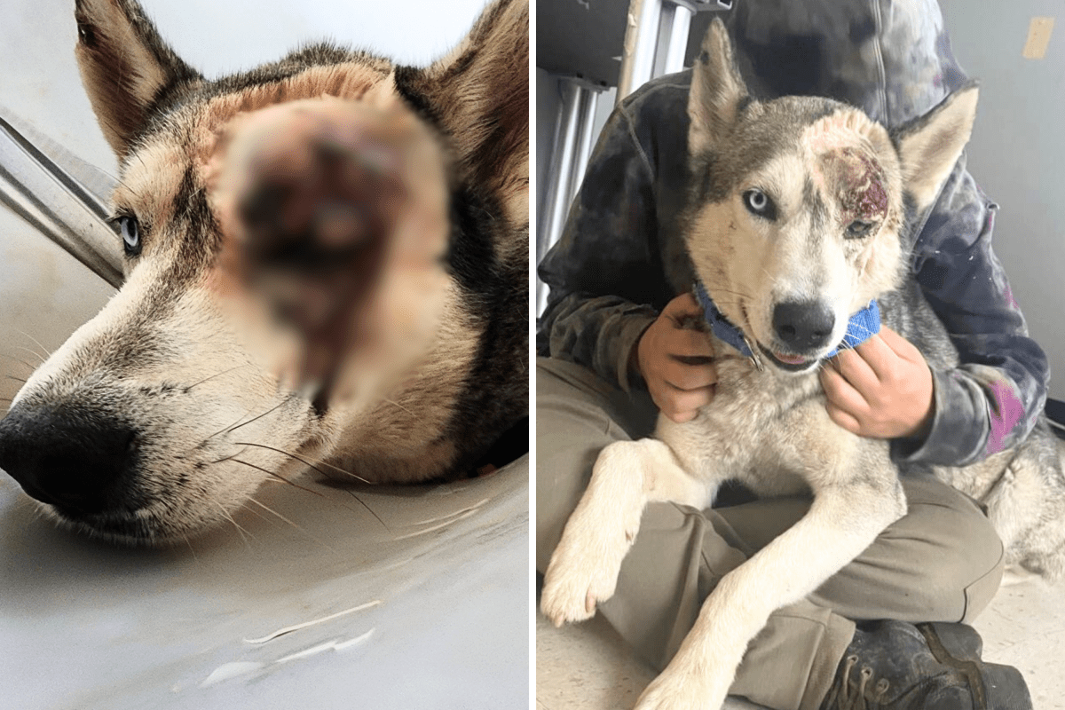 Shelter Husky Who Almost Lost Life to Horrific Wound Finds Forever Home ...