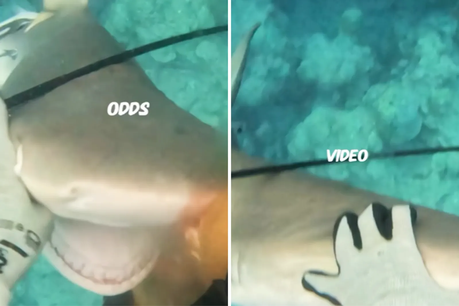 Spear Fisher Captures Shark Attacking Him On Camera—300 Miles From ...
