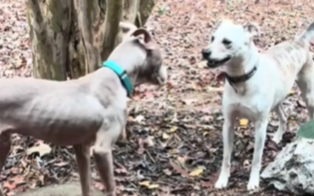 Tears as Family Pet Teaches Foster Pup ‘How to Be a Dog’ - Newsweek