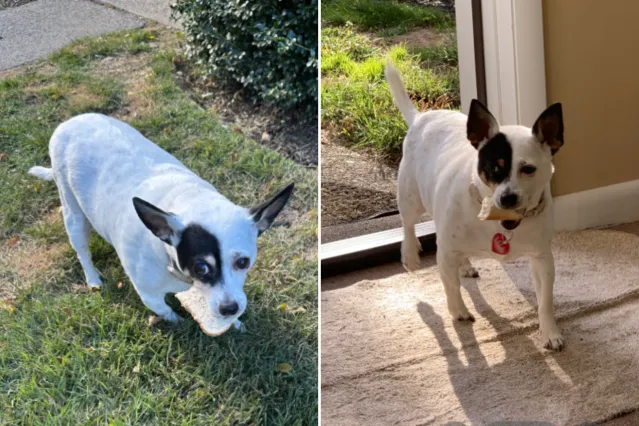 Hysterics as Neighbor Puts Food Out for Birds, but Dog Thinks It’s for ...