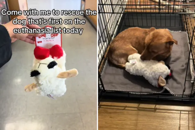 Dog First on Euthanasia List Gets Second Chance After Adoption - Newsweek