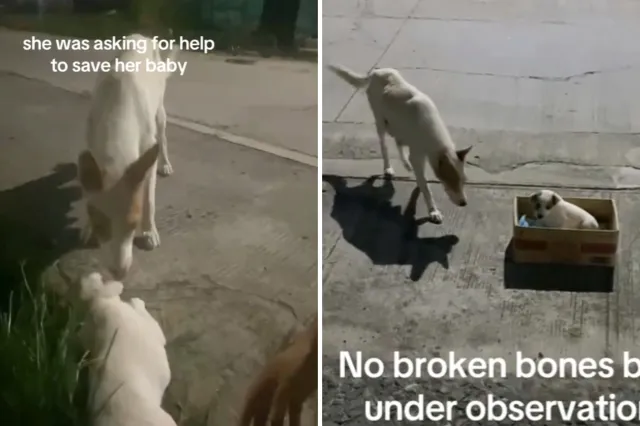 Mama Dog Finally Trusts Human After 1 Year of Trying, Seeks Help for ...