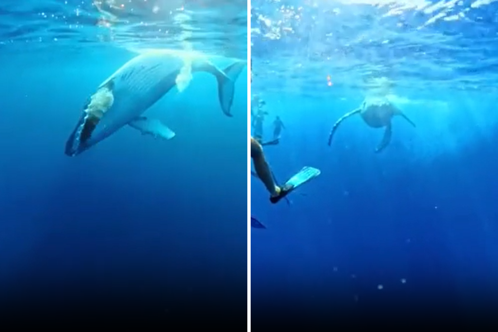 Friends Go on ‘Normal’ Dive, Then See Animal Lurking Below Them - Newsweek