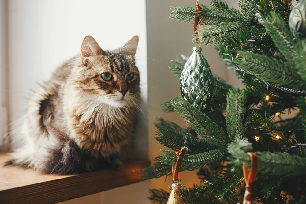 Christmas Tree News & Latest Pictures From Newsweek.com