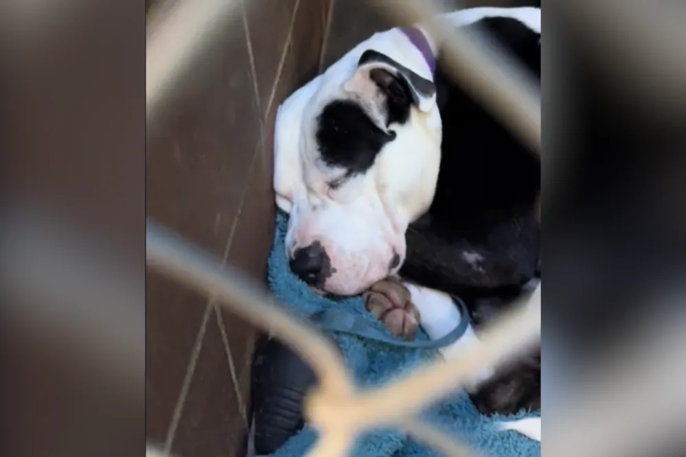 Overlooked Dog Who Slept Through Adoption Event Finds Forever Home ...