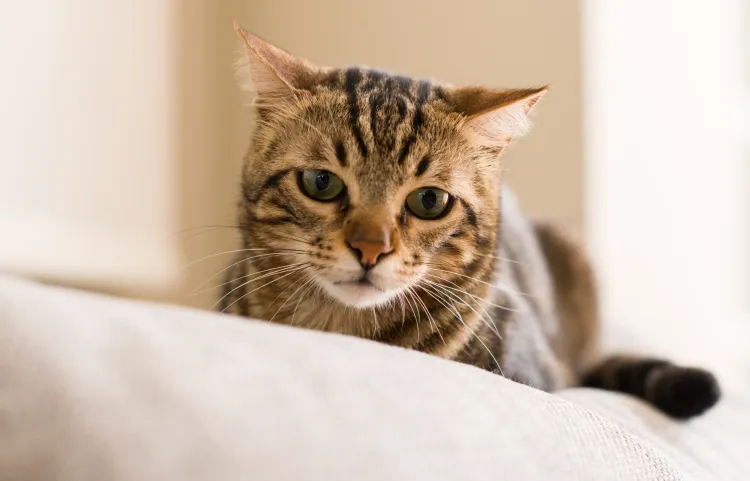 Cat Owner Captures What Pet Does to Her ‘3 Seconds’ After She’s Woken ...