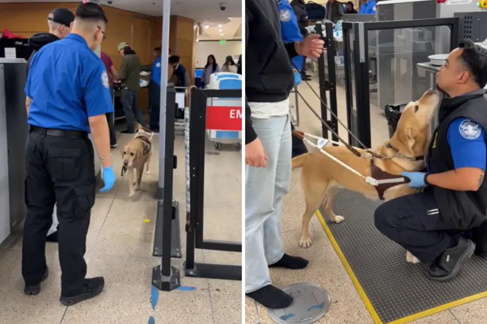 Guide Dog Gets Pat Down From TSA Agent, Thinks He’s Making a New Friend ...