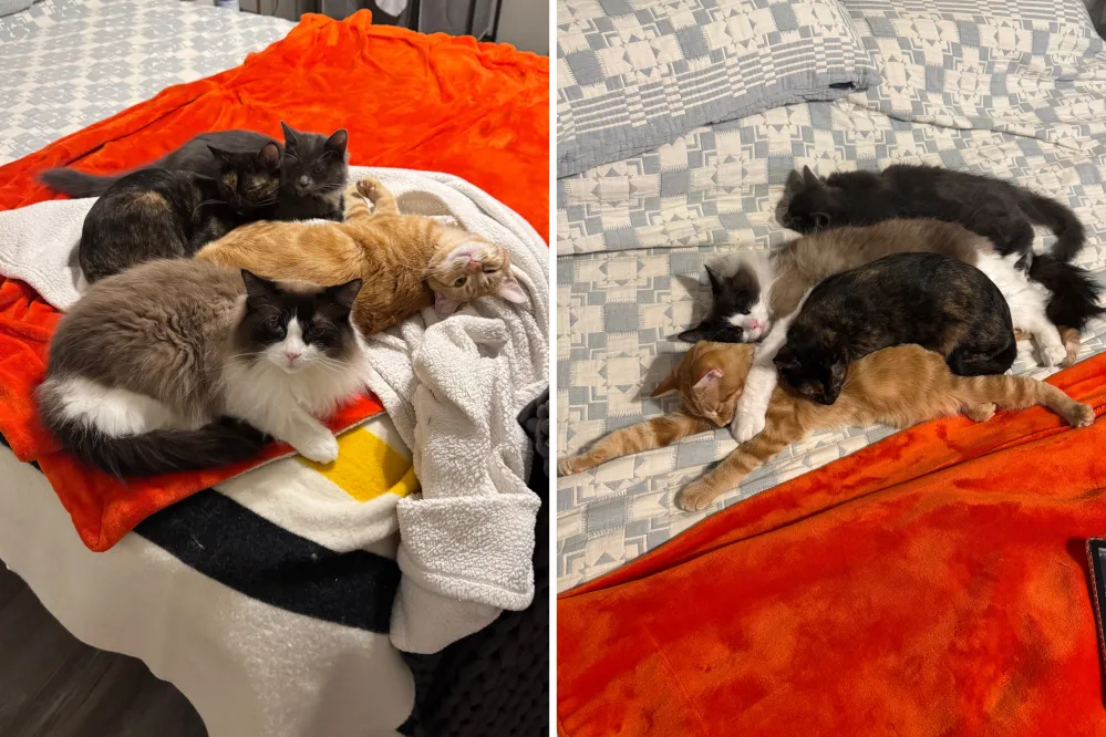 Cat Owner Creates Timelaspe, Internet Unprepared for What She Captures ...