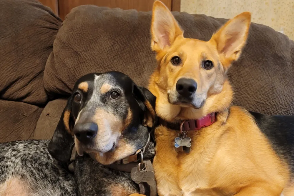 Dog Who Rings Doorbell, Patiently Waits To Be Let In Wins Pet of the ...
