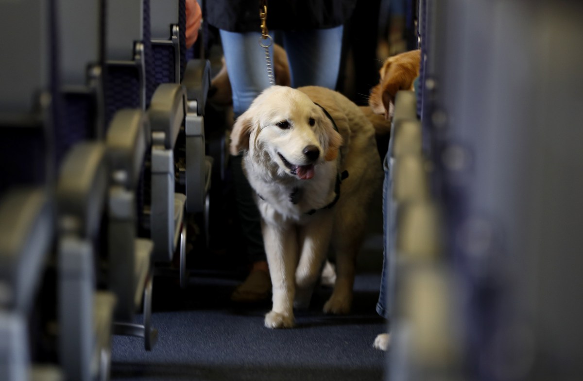 Plane Passenger Stunned by Delta Lounge Service Dog Chaos: ‘Out of ...