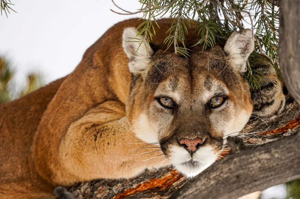 Why Bird Flu Mountain Lion Deaths Are a Worrying Sign - Newsweek