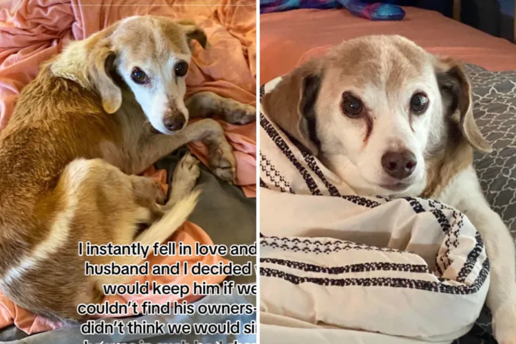 Couple Adopts Senior Dog Found on Roadside, Gives Him Final Years of ...