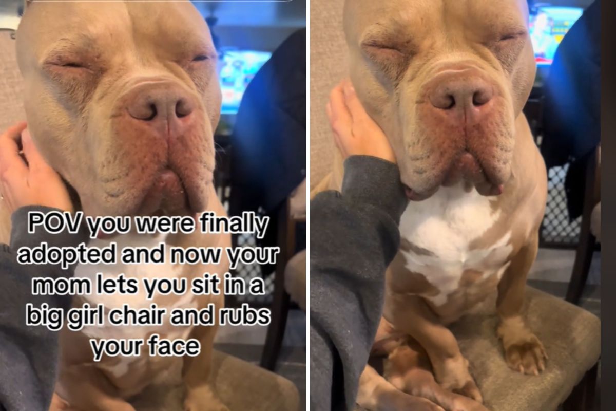 Shelter Pit Bull Enjoys Life of Rubs, VIP Seats After Finding Forever ...