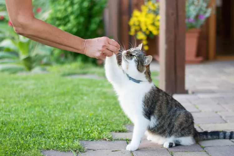 Moment Woman Finally Gets to Pet Stray Cat She’s Been Feeding for 12 ...