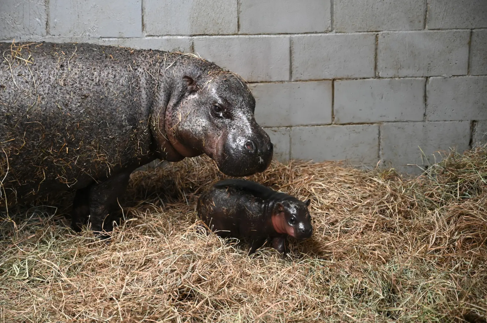 Virginia Zoo’s Newborn Pygmy Hippopotamus Seen in Photos, Video - Newsweek