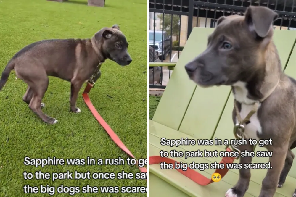Tiny Pup Excited for Park Suddenly Becomes Scared When She Sees ‘Big ...