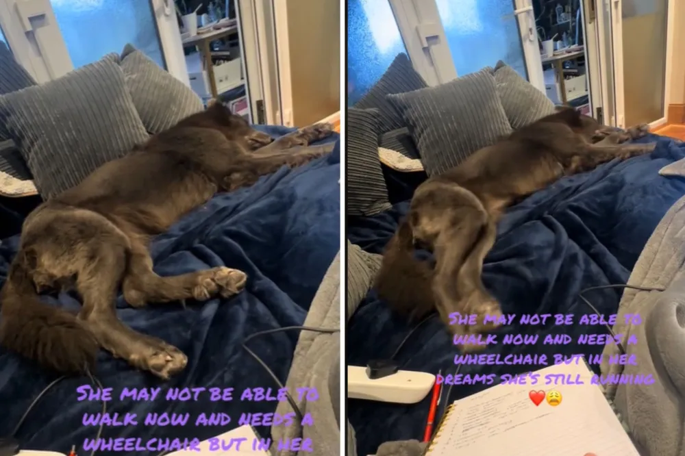 Tears As Disabled Dog Who Can’t Use Back Legs Still Runs ‘In Her Dreams ...