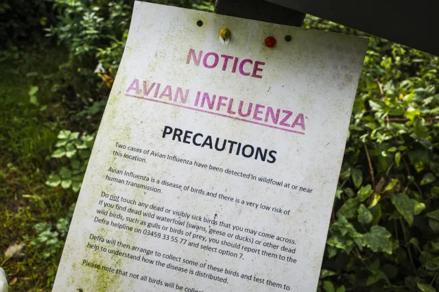Teen Hospitalized for Bird Flu Shows ‘Worrisome’ Change in People ...