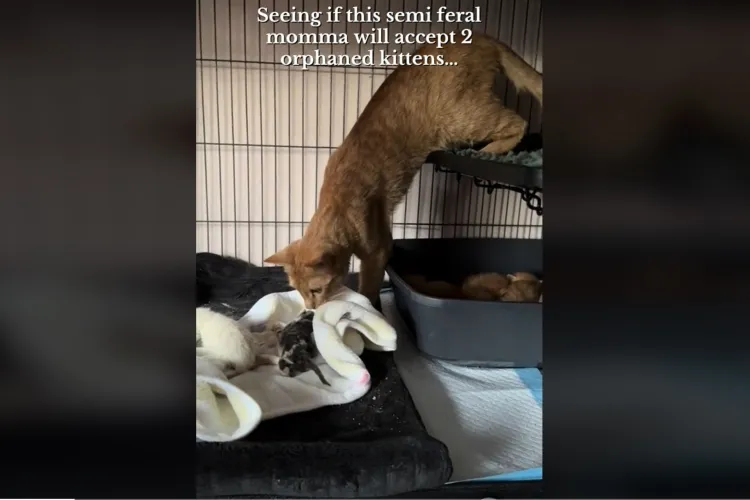 Internet Enthralled by Moment ‘Semi-Feral’ Cat Meets Orphaned Kittens ...