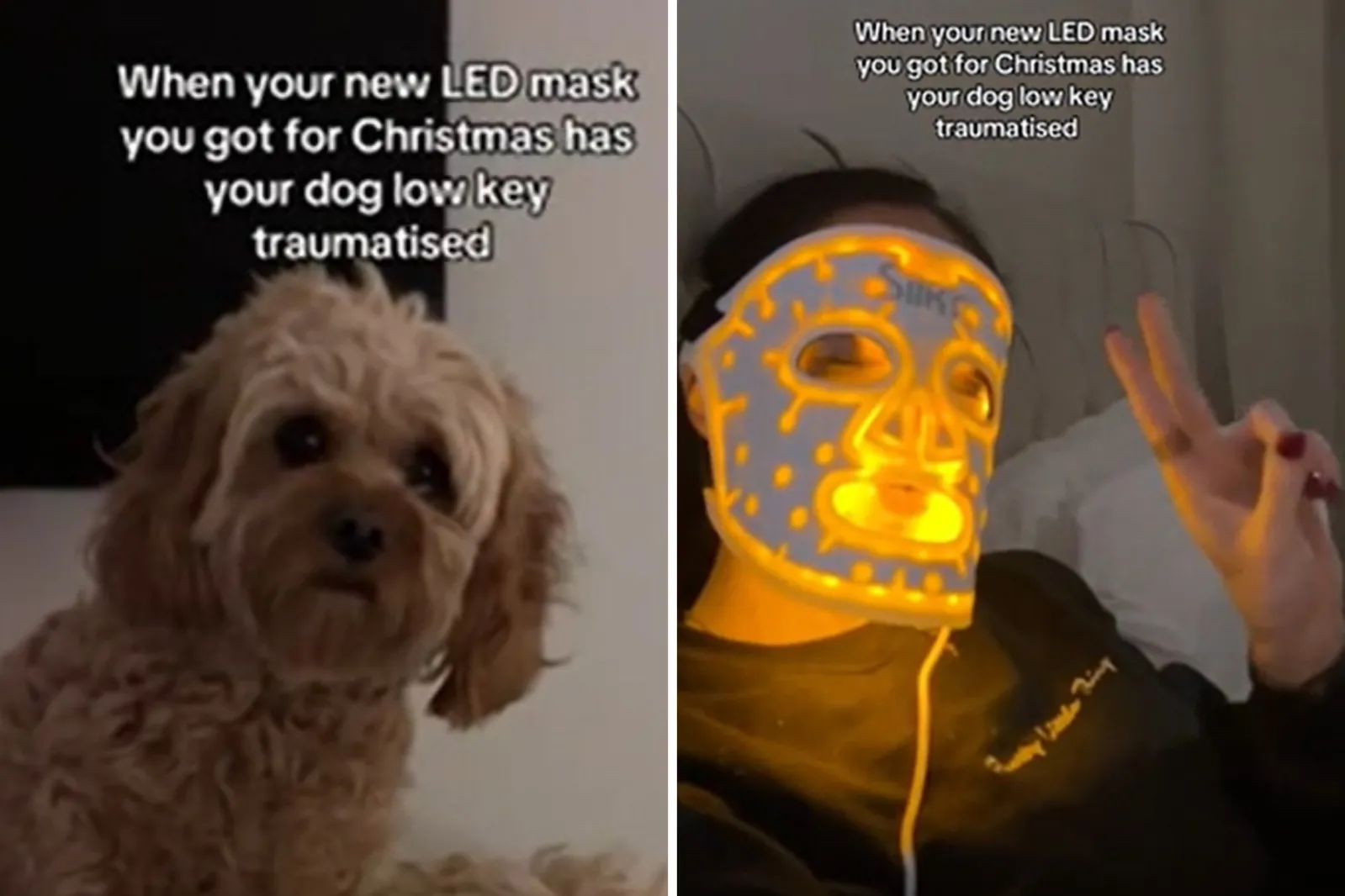 Dog ‘Low-Key Traumatized’ by Owner’s New Beauty Regime - Newsweek