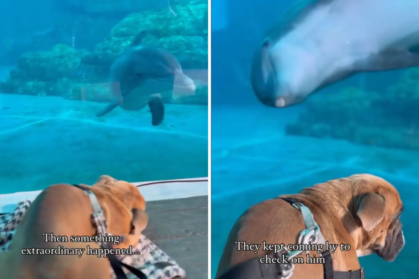 Special Needs Dog at Aquarium Loses Balance—Dolphins Act Immediately ...
