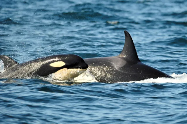‘Devastating’: Mother Orca Tahlequah Is Carrying Her Dead Calf Again ...