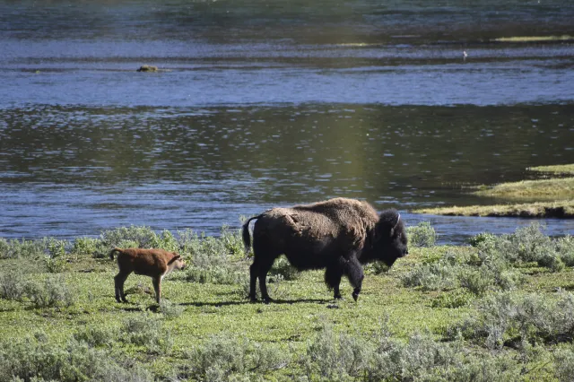 Yellowstone national park News & Latest Pictures From Newsweek.com