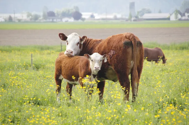 Moment Cow Realizes She’s ‘Responsible’ for Baby She Had Three Days Ago ...