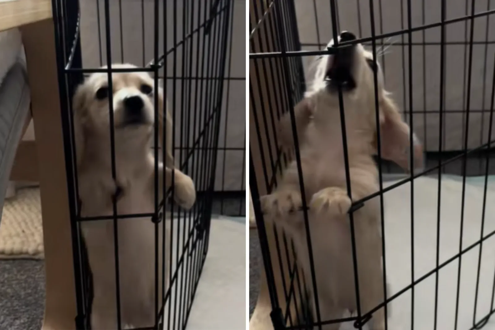 Tears at Tiny Puppy’s Response to Thinking She’s Trapped in Crate ...