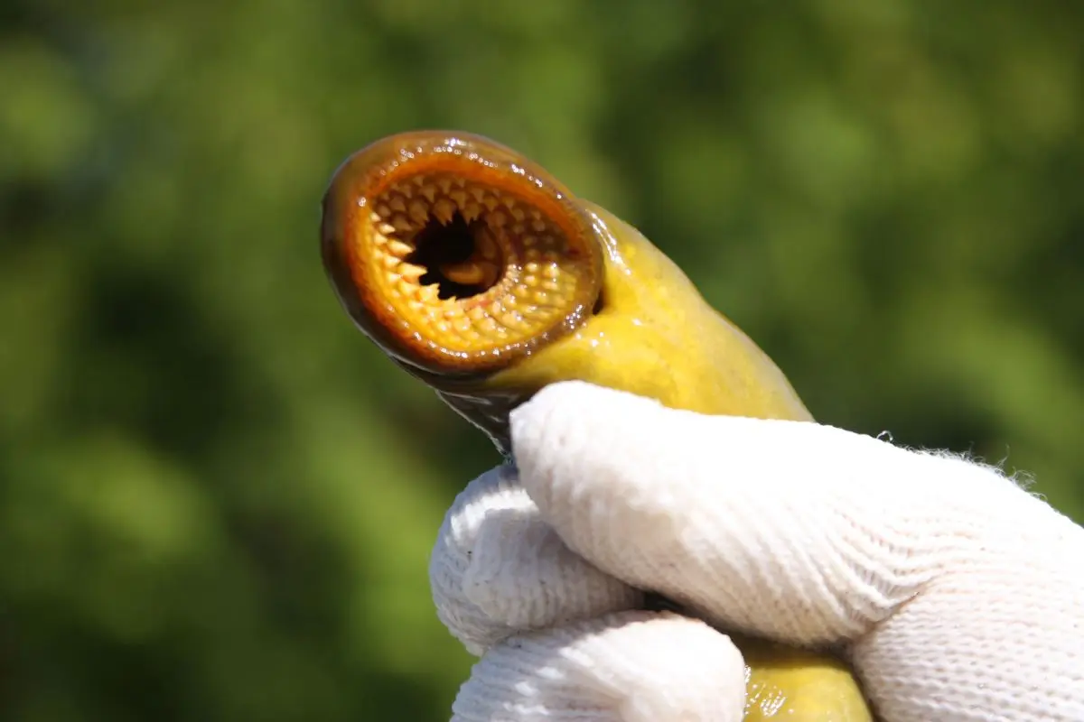 “How the Sea Lamprey, an Ancient Parasitic Creature, Became a ...