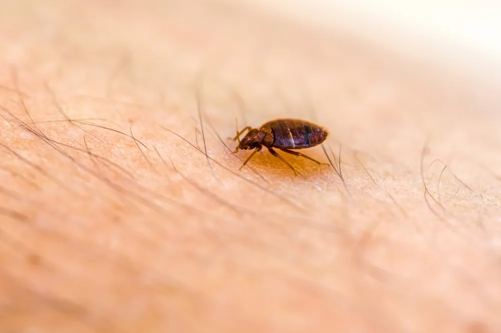 Bed Bugs News & Latest Pictures From Newsweek.com