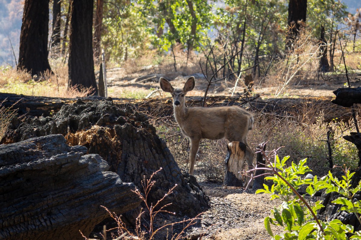 California Fires: What Happens to Wildlife and Animals During Wildfires ...