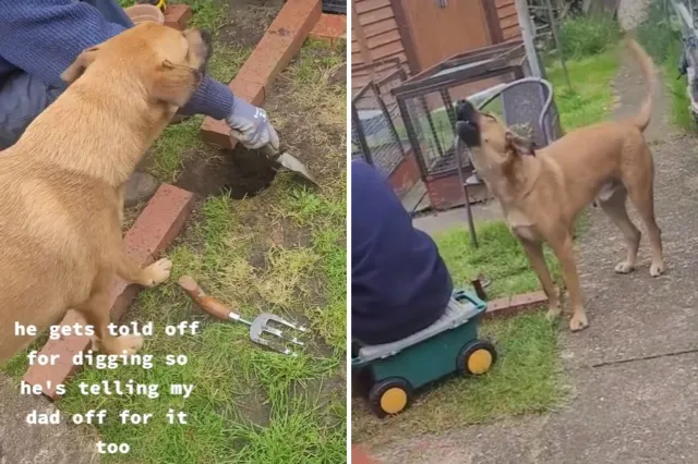 Dad ‘Told Off’ by Rescue Dog for Digging in Backyard As He’s Banned ...