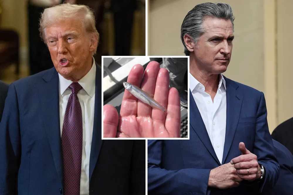 Smelt Fish: Why is Trump attacking Gavin Newsom over the California Dam ...