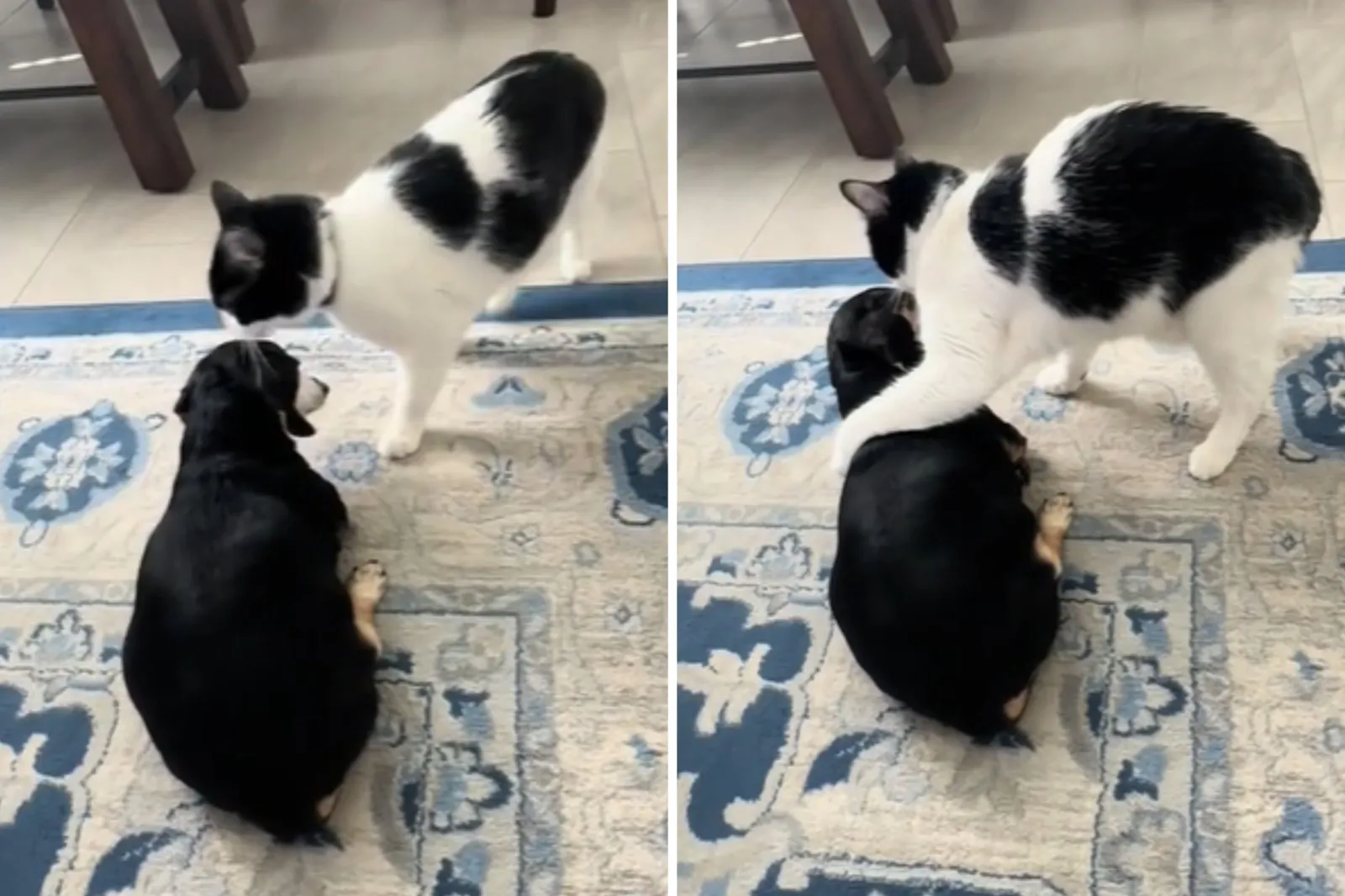 How Cat ‘Gently Warns’ 15-Year-Old Dog He’s Approaching Melts Hearts ...
