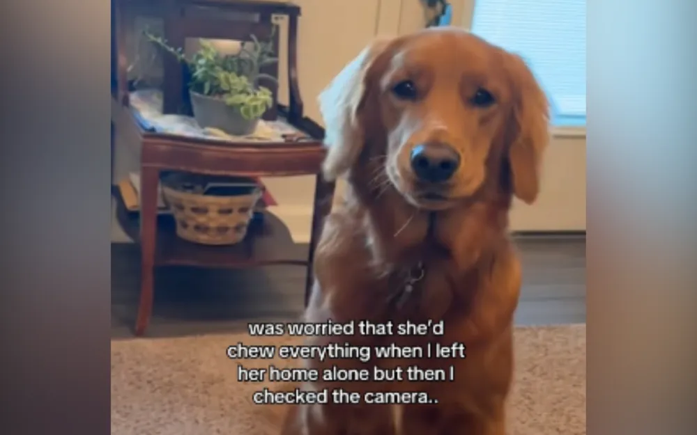 Woman Checks on Her Golden Retriever Home Alone via Pet Cam, Left ...