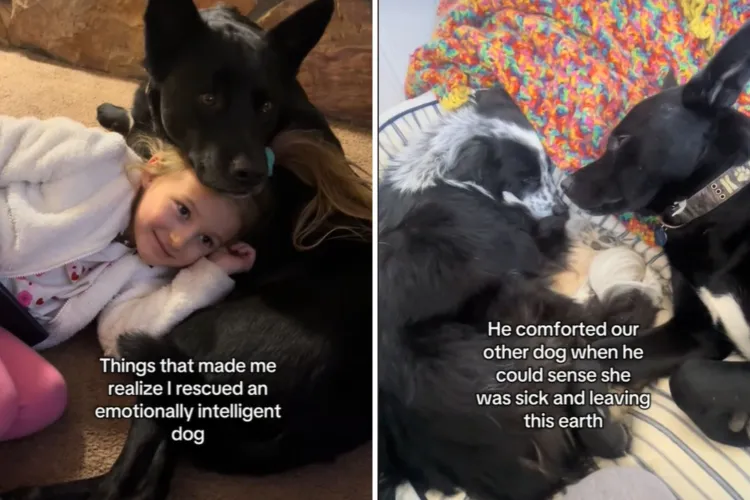 Tears at Moment Woman Realizes She Raised an ‘Emotionally Intelligent ...