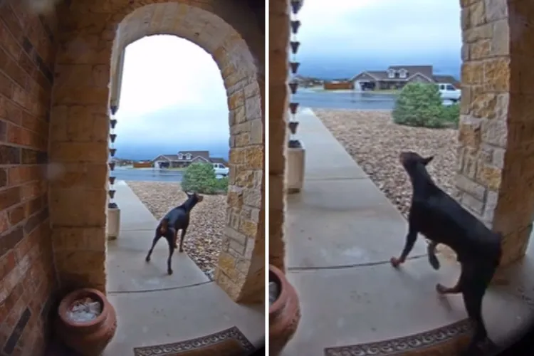 Hero Dog Getting Help to ‘Save Grandpa’s Life’ Captured by Doorbell Cam ...