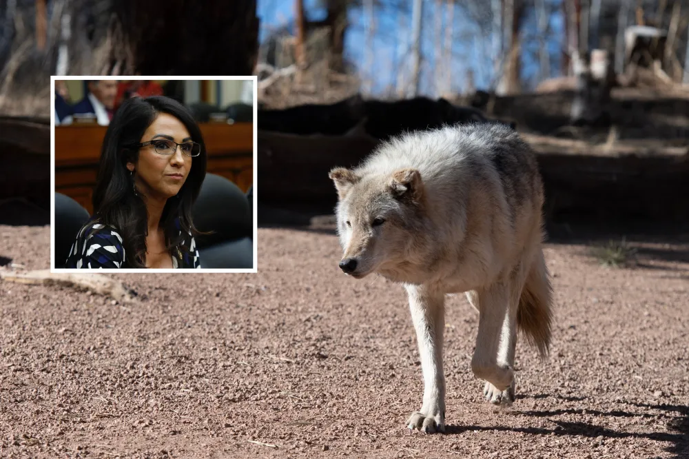 Wolves News & Latest Pictures From Newsweek.com