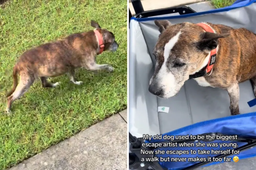 How Owner of ‘Escape Artist’ Dog Keeps That Spirit Alive at 16 Years ...