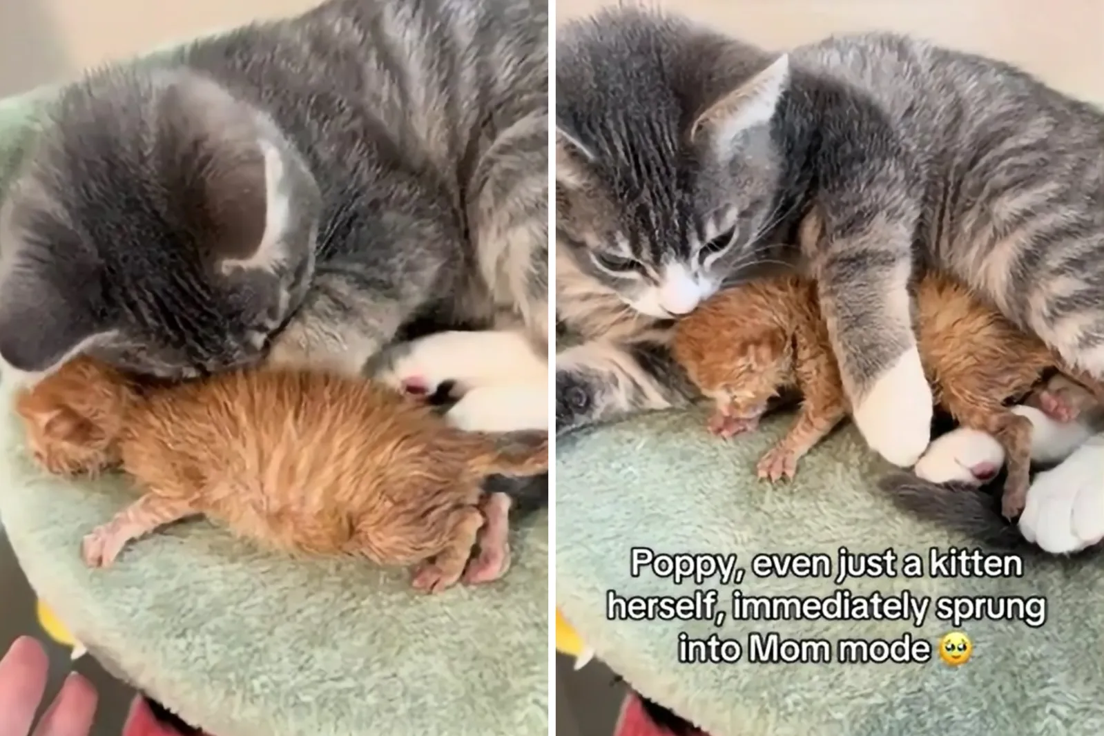 Moment Cat Embraces Sick, Newborn Kitten During Final Moments—’So Gentle’ - Newsweek