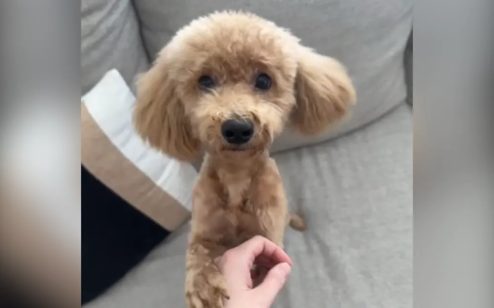 Joy As Rescue Dog Goes From ‘Stray To Slay’ With New Owner’s Makeover ...