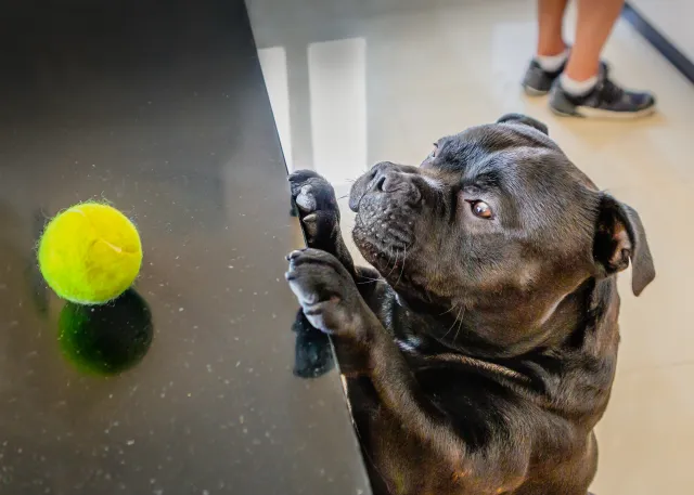 Dog Gets Ball Launcher, Internet Not Prepared for His Response - Newsweek