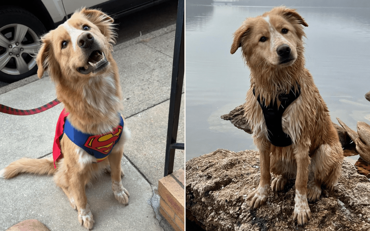 Man DNA tests Rescue Dog To Find Out What Breed He Is, Shocked by ...