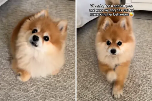 Woman Adopts Cat—Then Notices Something Unusual About Her Dog - Newsweek