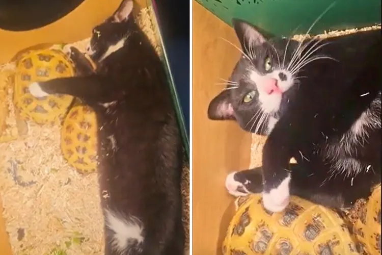 Internet Obsessed With Cat Caught ‘Spooning’ Tortoises - Newsweek