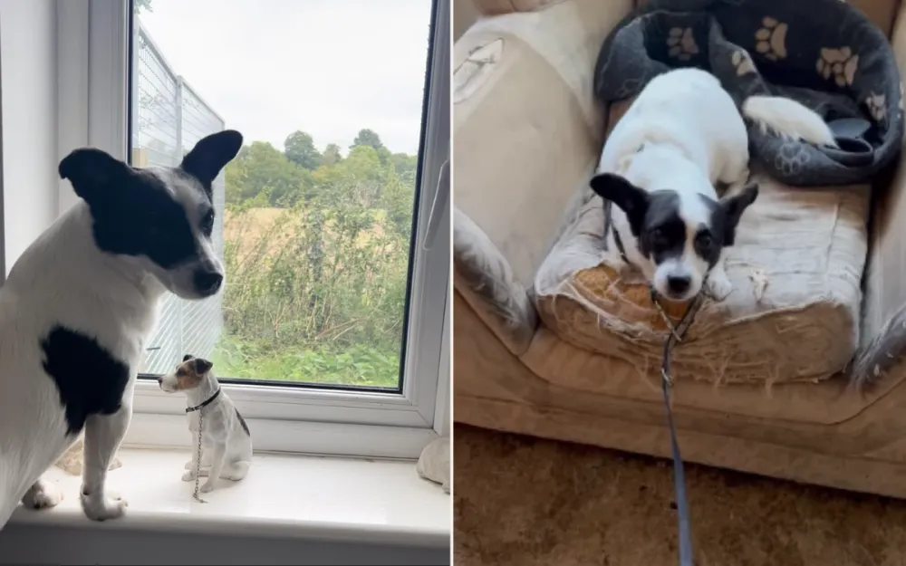 Jack Russell Struggling in Shelter After Owner ‘Died Whilst Walking Him ...